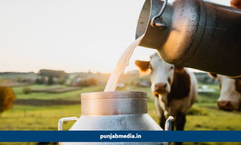 Cow Milk: औषधीय गुणों से भरपूर है गाय का दूध