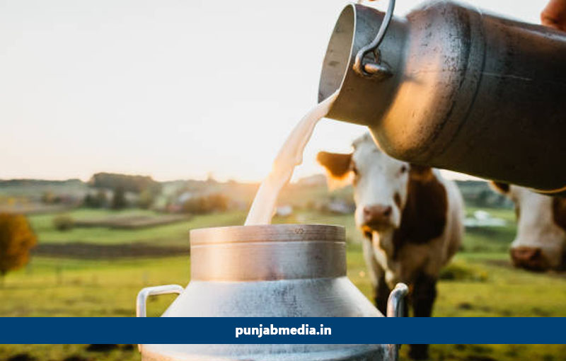 Cow Milk: औषधीय गुणों से भरपूर है गाय का दूध